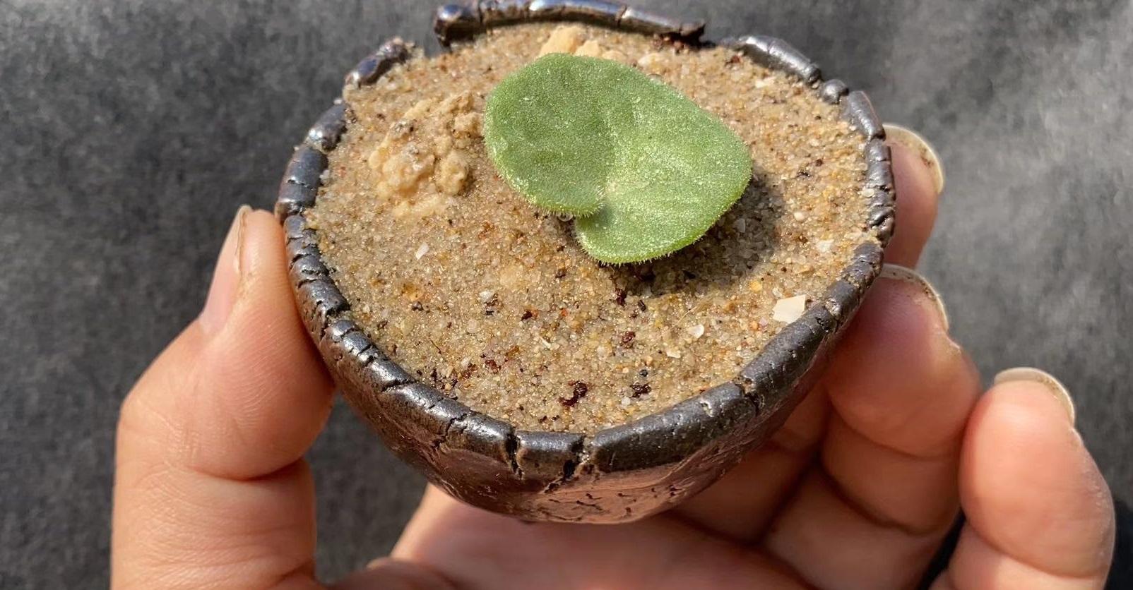 奇峰锦属Tylecodon 小型种播种指南 (nolteei/pusillus/occultans) - 知乎