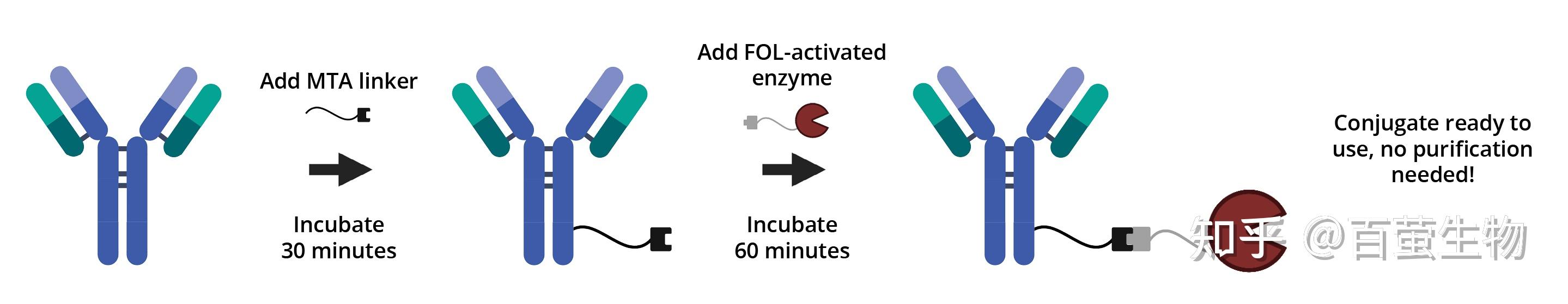 辣根过氧化物酶HRP和Poly-HRP偶联物 - 知乎