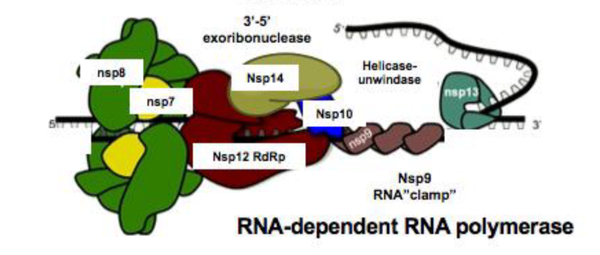 新冠药理：Paxlovid和瑞德西韦的原理，RdRp和MPro抑制剂与病毒的结合（docking）数据，还有哪些常用药可抑制病毒 - 知乎