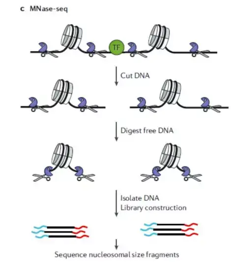 全基因组水平研究染色质可及性的方法 - 知乎