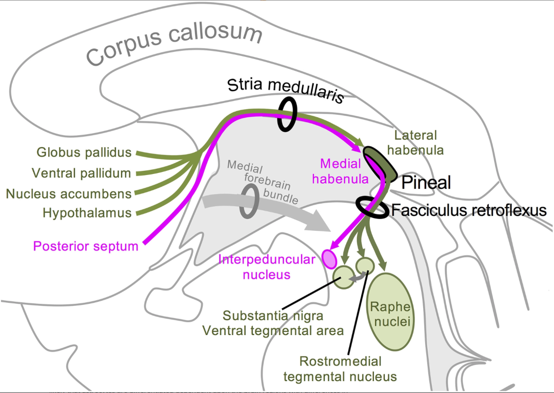 下丘脑多图详解 - 知乎