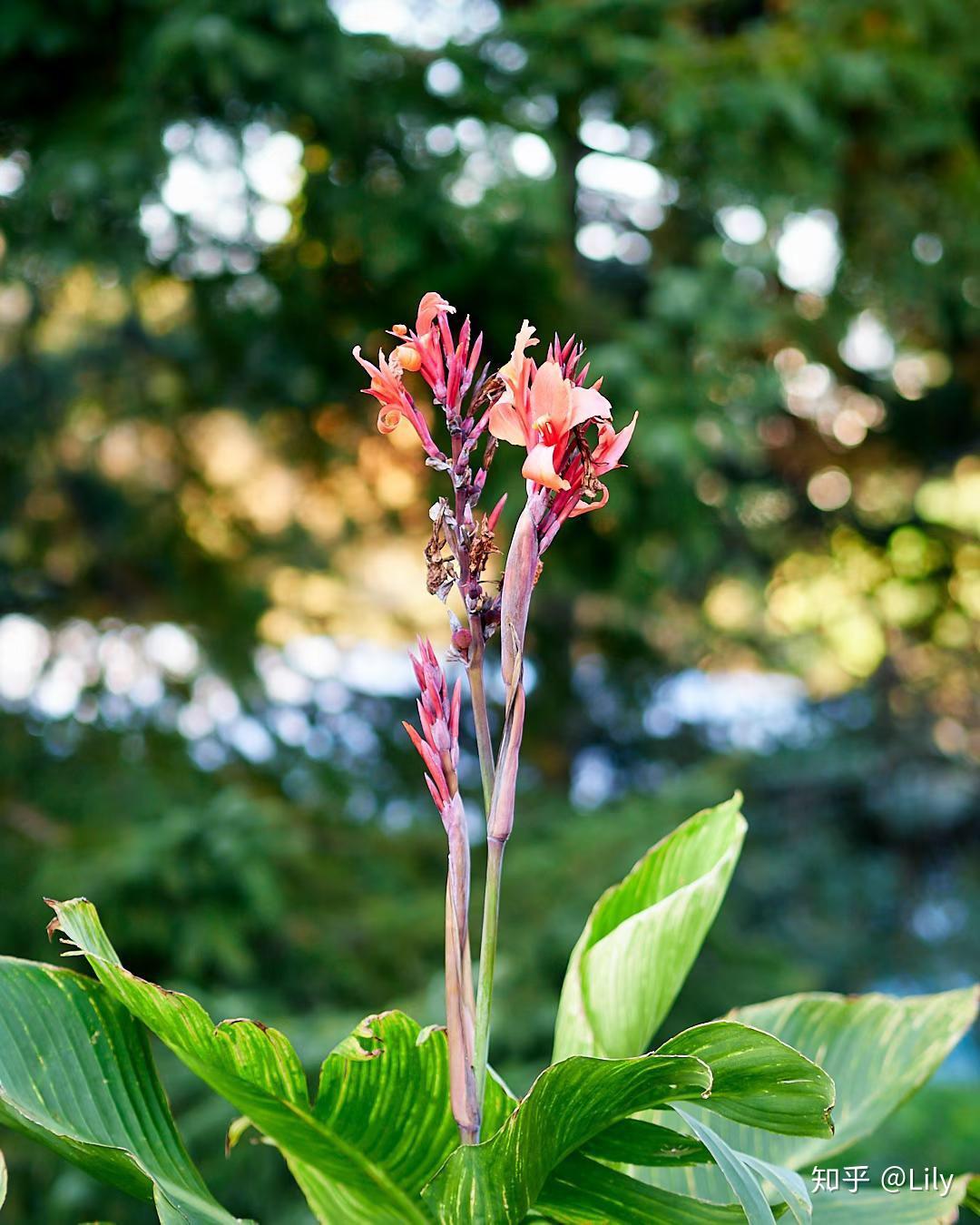 为什么历史上总是小人得志？ - 知乎