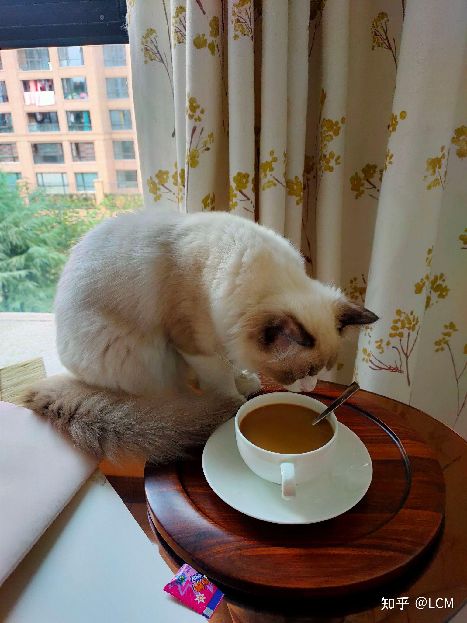 猫咪乱尿还能要吗? 知乎