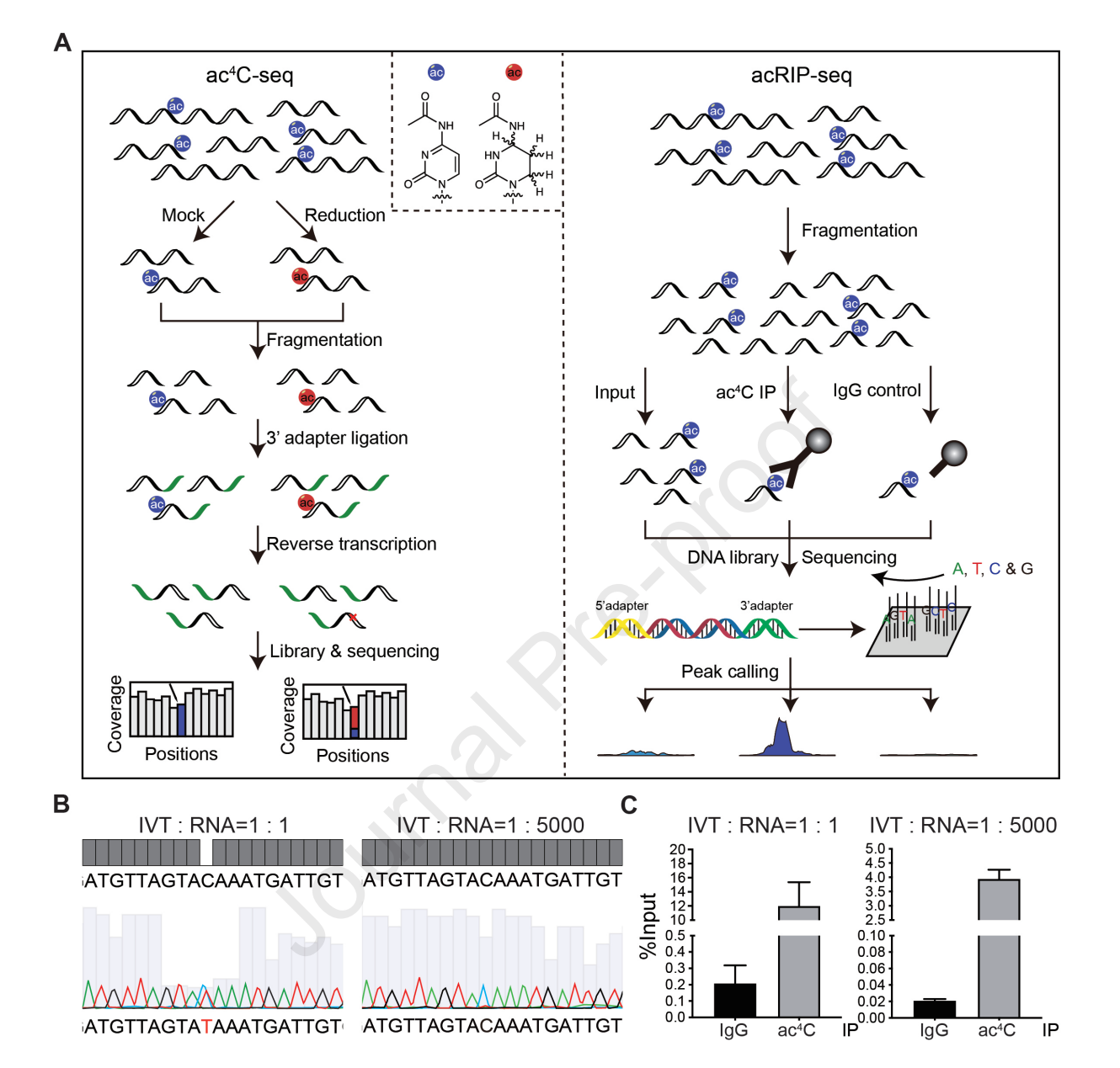 云序用户农口IF20+论文：植物mRNA存在ac4C新型修饰，对RNA稳定性及翻译产生重要影响 - 知乎