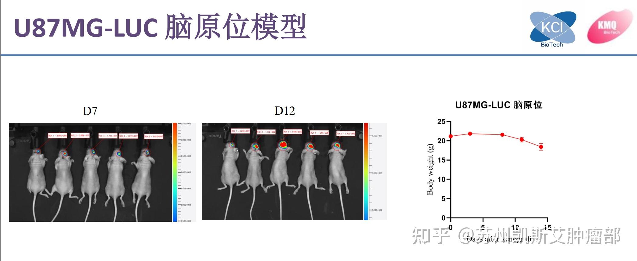 小鼠脑胶质瘤原位模型-U87MG-LUC - 知乎