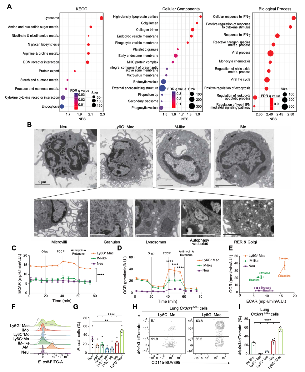 Science Immunology丨肺损伤后招募的非典型 Ly6G+巨噬细胞增强肺泡再生 - 知乎