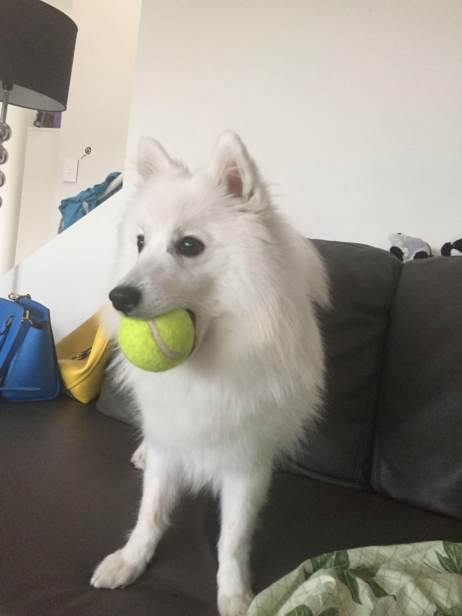 养银狐犬是什么样的体验？ - 知乎