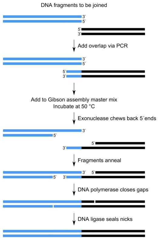 十年超长（>40kb）重组DNA技术经验，尽在此篇！ - 知乎