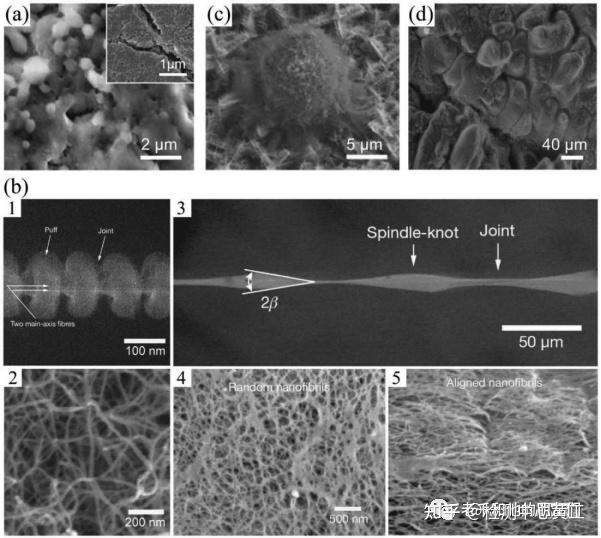 【深度讨论】环境扫描电镜ESEM技术与应用综述 - 知乎
