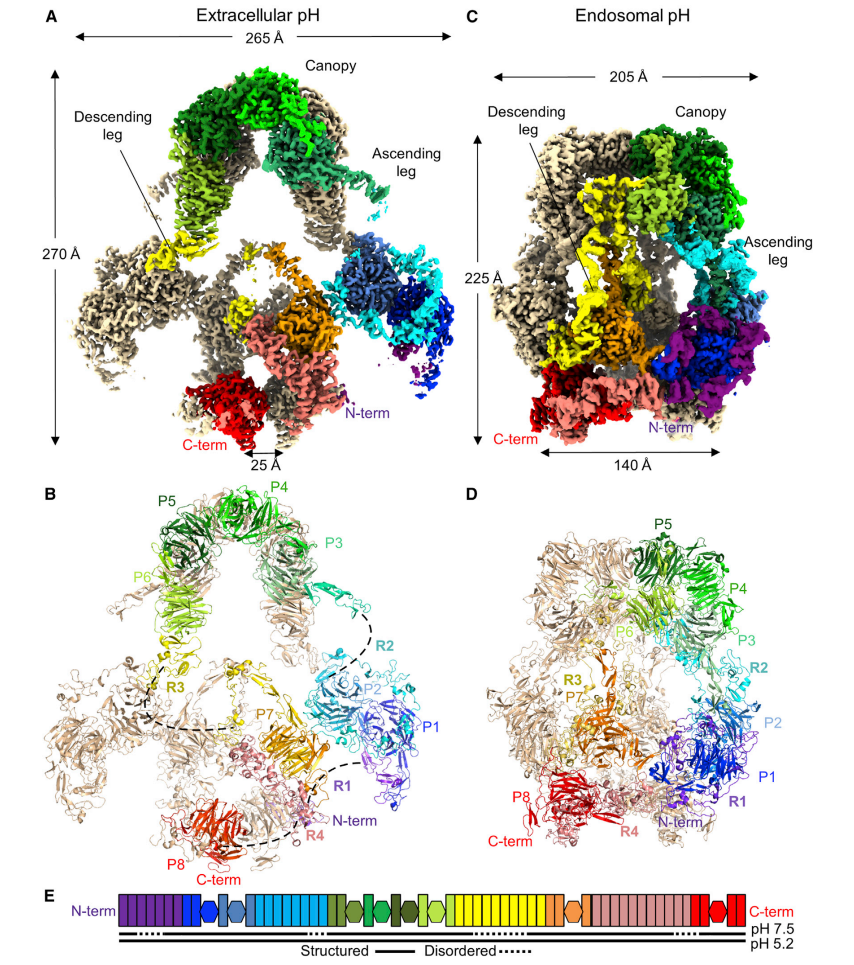 基于冷冻电镜解析发现，首个最清晰的LRP2蛋白结构亮相Cell，有望为阿尔茨海默病等提供新靶点 - 知乎