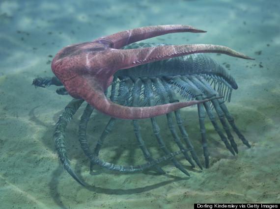 【地球演义】海蝇小传（上）：做加法，做减法 - 知乎