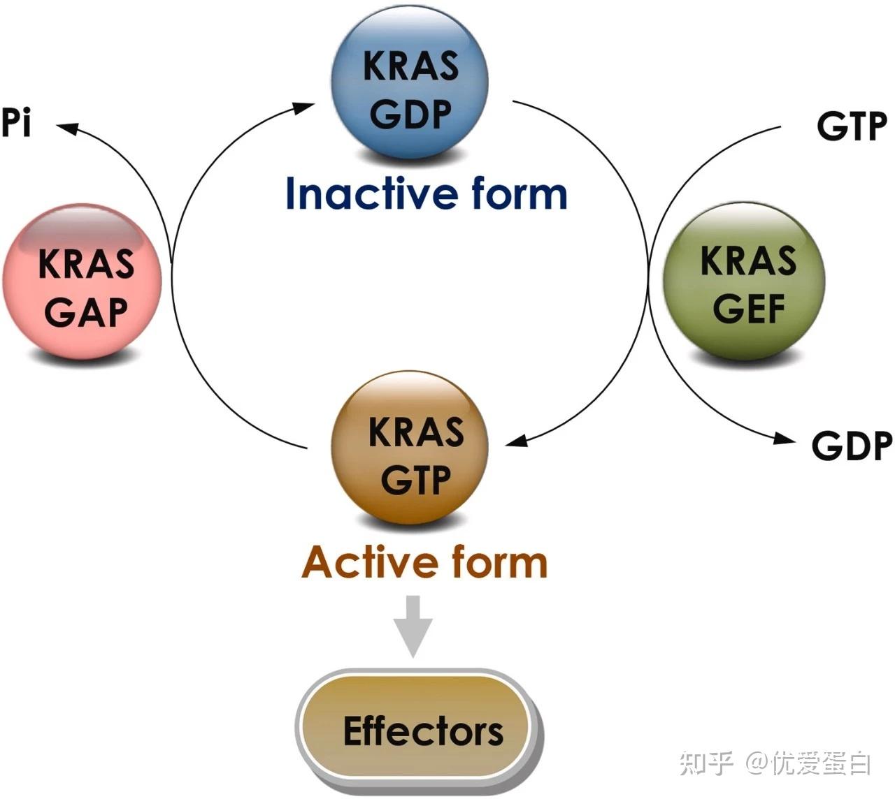 KRAS 靶点：从基础发现到肿瘤治疗的探索之路 - 知乎