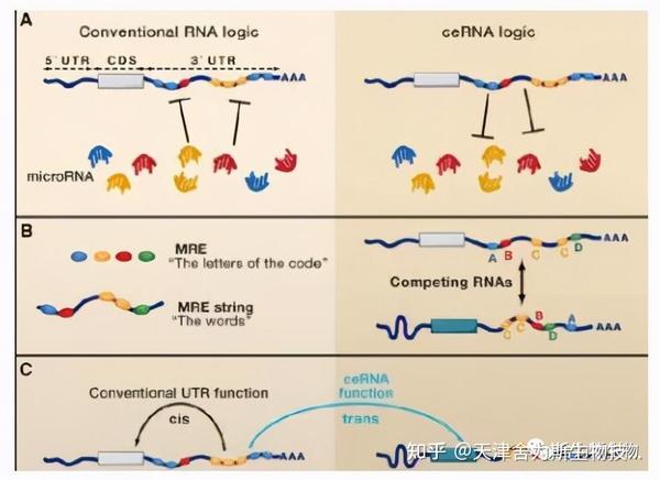 科研干货 | 一文看懂ceRNA的研究方法 - 知乎
