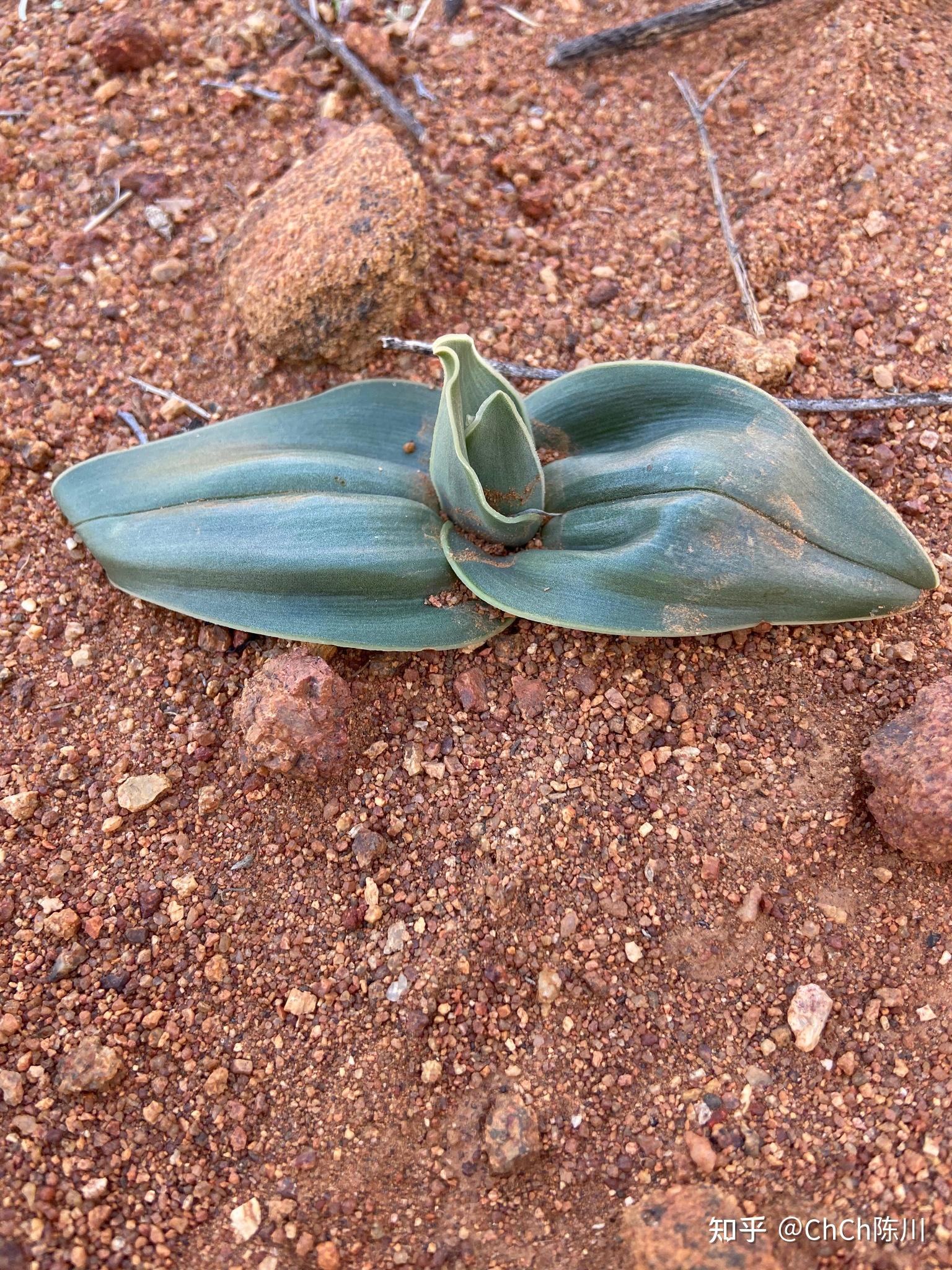 多肉植物全图鉴17：秋水仙科（Colchicaceae），秋水仙属（Colchicum） 原始种A-H - 知乎