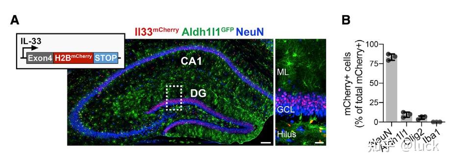 Microglial Remodeling of the Extracellular Matrix Promotes Synapse ...