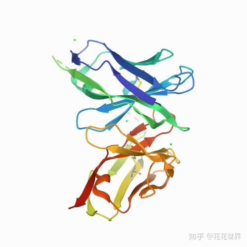 Single-Chain Fragment Variable (ScFv) - 知乎