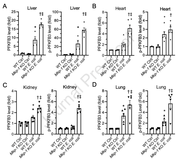 JBC丨p38 MAPK 和 MKP-1 在脓毒症期间通过双功能糖酵解调节剂 PFKFB3 控制糖酵解程序 - 知乎