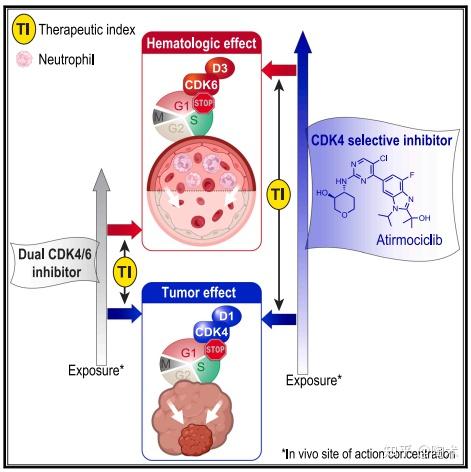 下一代CDK4/6抑制剂——Atirmociclib有什么特点？ - 知乎