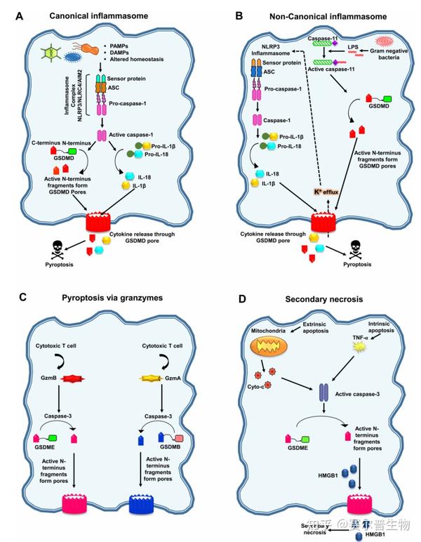 细胞焦亡万字总结 | 信号通路、GSDMs详解、研究方法、文献解析 - 知乎