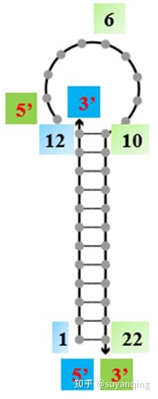 NUPACK网页版使用指南 - 知乎