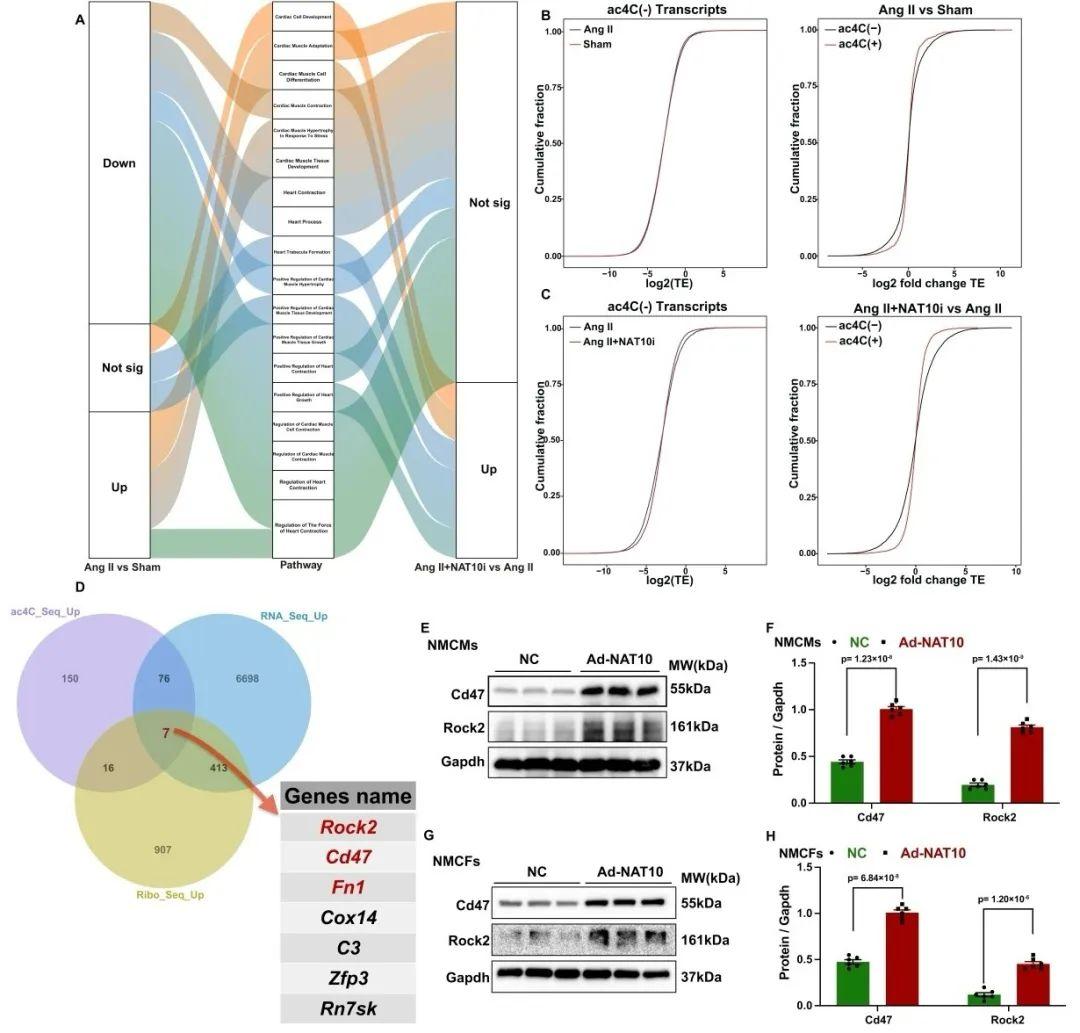客户文章| Circ Res：南京医科大学孔祥清团队揭示NAT10介导ac4C乙酰化修饰在心脏重构中的新机制 - 知乎