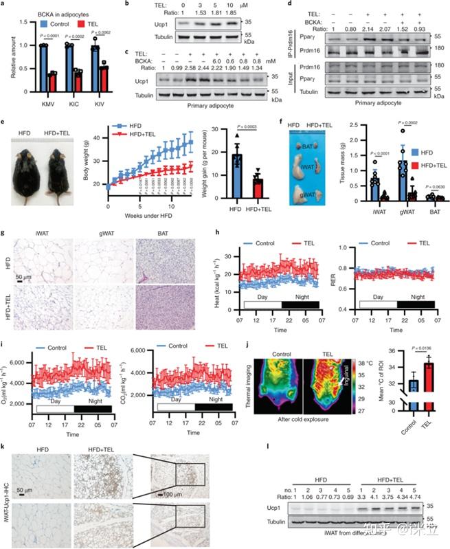IF:19.865｜抵抗肥胖的新思路：BCAA-BCKA轴通过PRDM16的乙酰化调节WAT的褐变 - 知乎