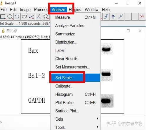 ImageJ定量分析 WB 灰度值（详解版） - 知乎