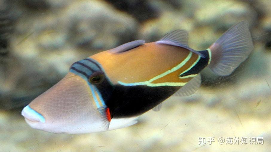 大家好！我的名字叫做Humuhumunukunukupua'a - 知乎