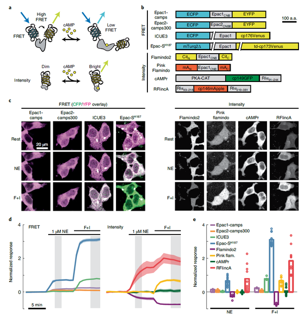 Nature Methods | 基因编码的化学传感器敏感性提升10倍，实现亚细胞分辨率 - 知乎