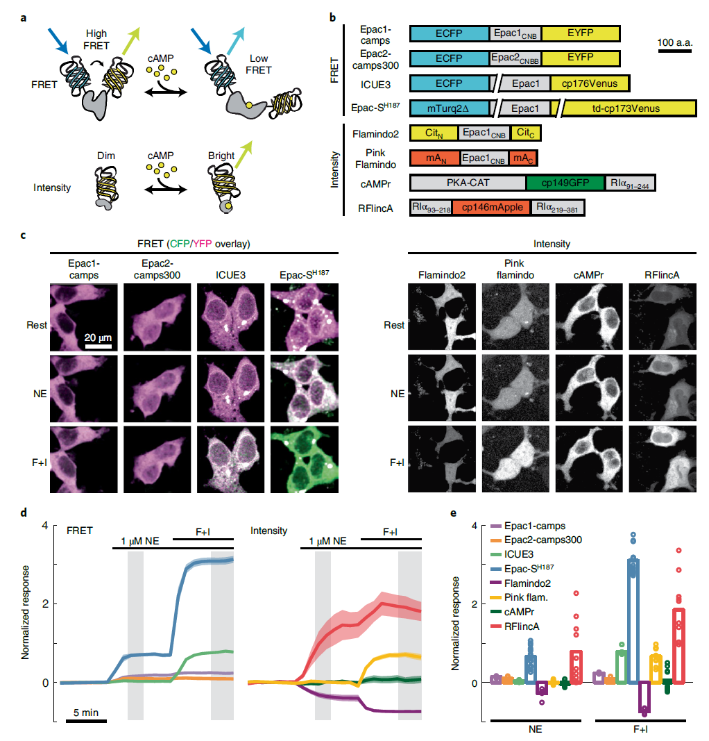 Nature Methods | 基因编码的化学传感器敏感性提升10倍，实现亚细胞分辨率 - 知乎