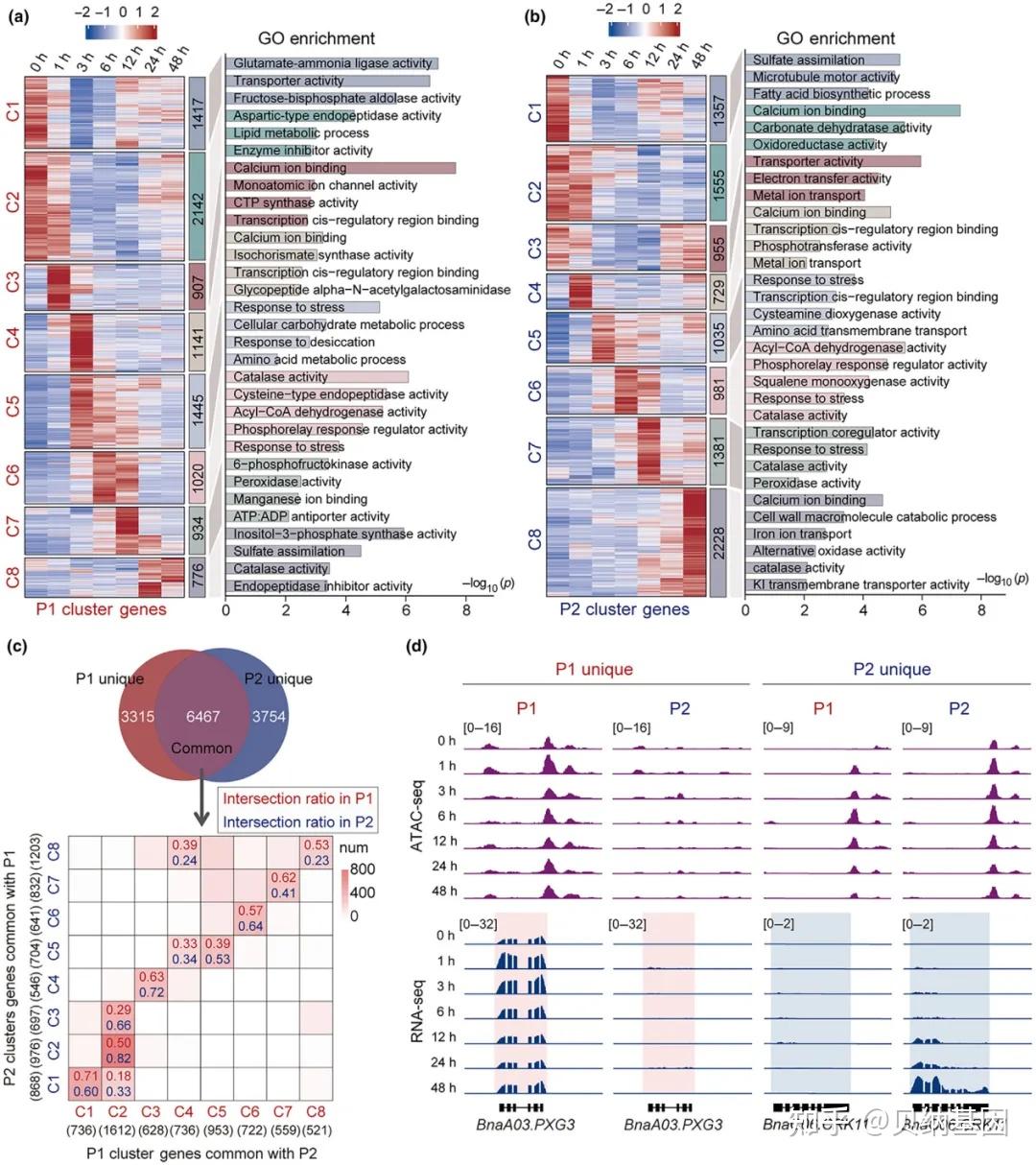 New Phytol 最新解密|甘蓝型油菜耐盐杂种优势新机制：染色质与基因的 “协同魔法” - 知乎