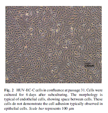 HUVEC(HUV-EC-C):苏州鉴达细胞株鉴定预警系列9 - 知乎