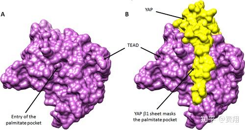 【JMC】TEAD靶点综述 - 知乎