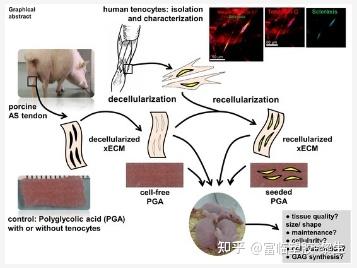 PGA Biofelt植入级无纺布 重新接种样本中 α-平滑肌肌动蛋白和抗人核的免疫标记 - 知乎