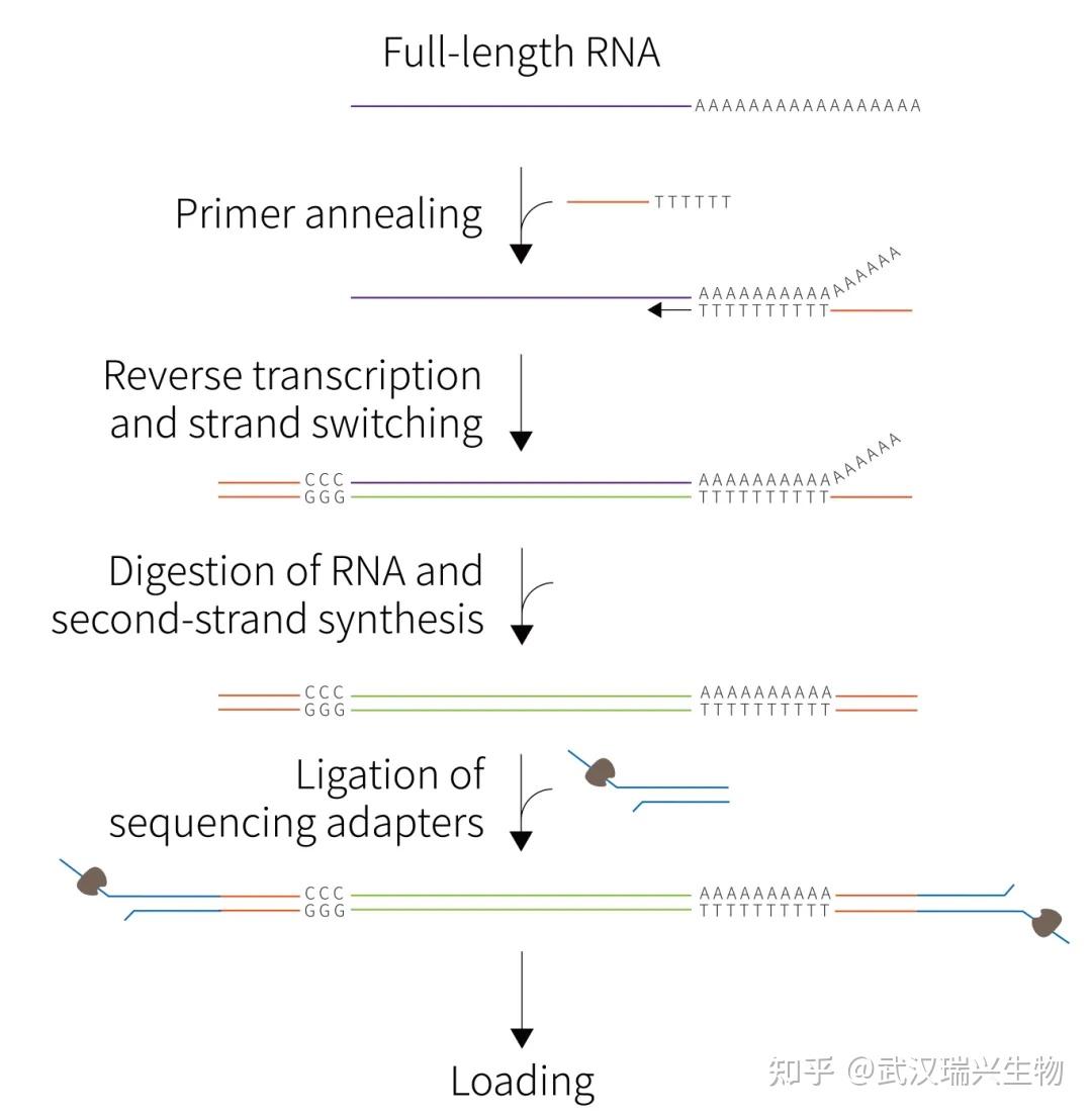 三代测序：ONT全长转录组测序和Direct RNA测序技术 - 知乎