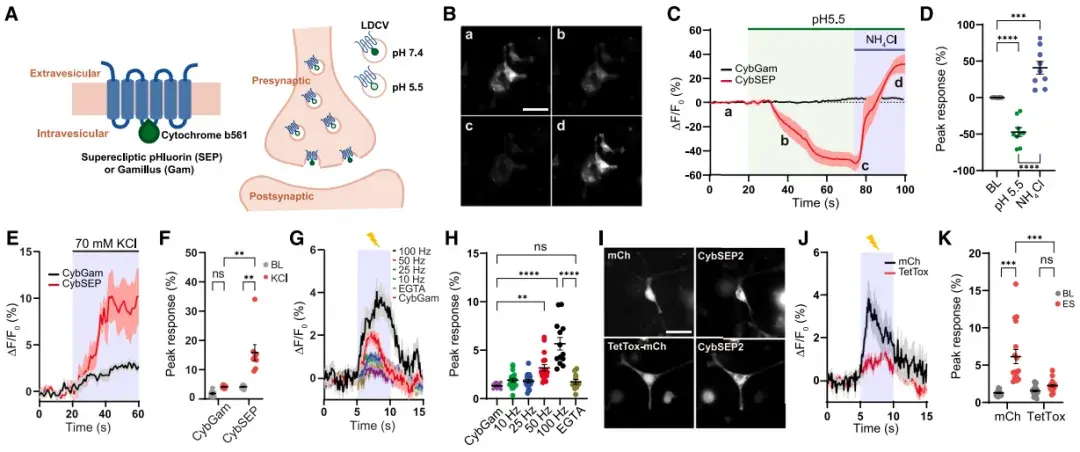 Cell | CybSEP2和NEPLDCV：监测和操纵体内神经肽释放的新型编码工具 - 知乎