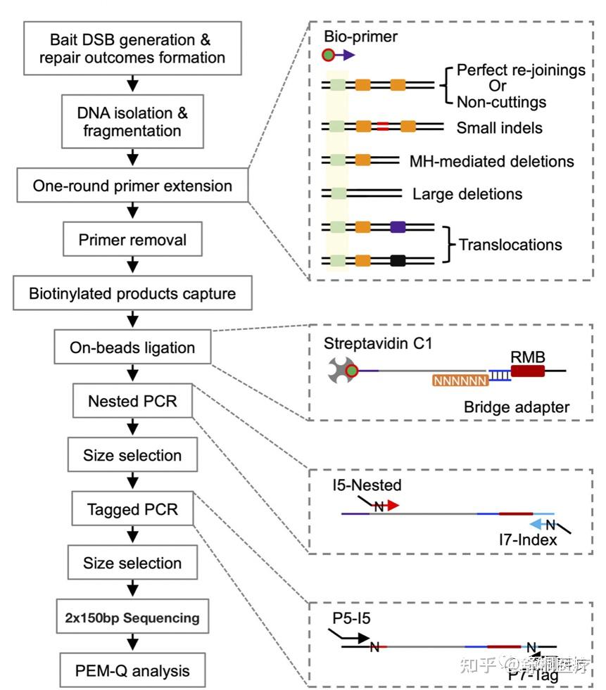 基因脱靶分析技术｜PEM-seq全面解析染色体重排易位 - 知乎