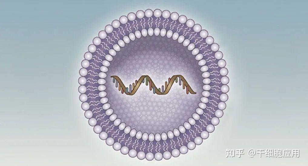 注射人工合成的RNA病毒，用来治疗癌症，解决溶瘤病毒的局限性 - 知乎