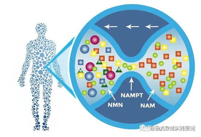 NMN和NR， 谁才是NAD+的金牌代言人 - 知乎