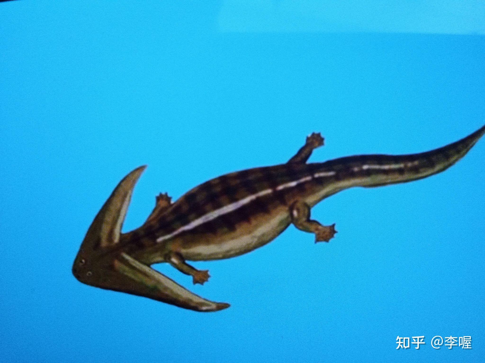 两栖动物集 - 知乎