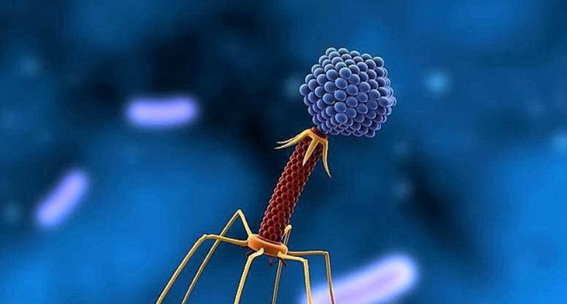 噬菌体展示文库及噬菌体展示技术对肿瘤学的贡献 - 知乎