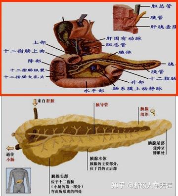16 胰腺疾病 - 知乎