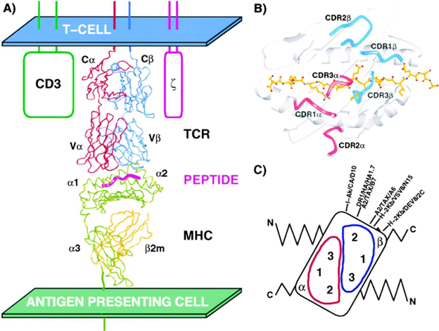 T细胞成长记(上） - 知乎