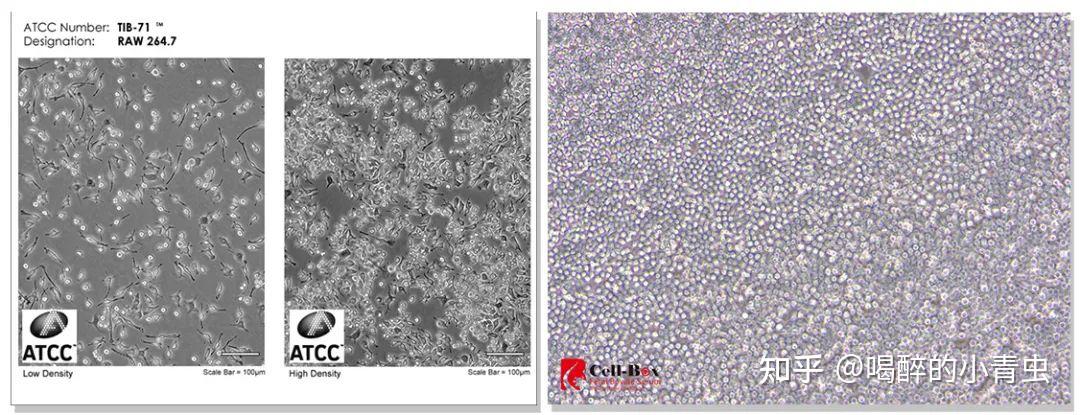 RAW264.7细胞培养攻略 - 知乎