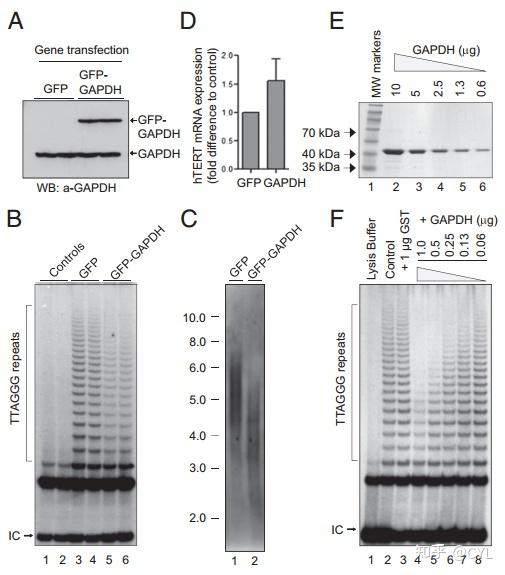 【文献翻译】甘油醛-3-磷酸脱氢酶(GAPDH)通过与端粒酶RNA组分相互作用诱导癌细胞衰老 - 知乎