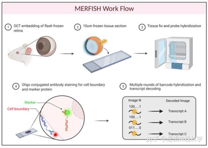 Nat Commun | 美国贝勒医学院陈睿团队利用MERFISH技术首次构建小鼠视网膜的单细胞空间图谱 - 知乎