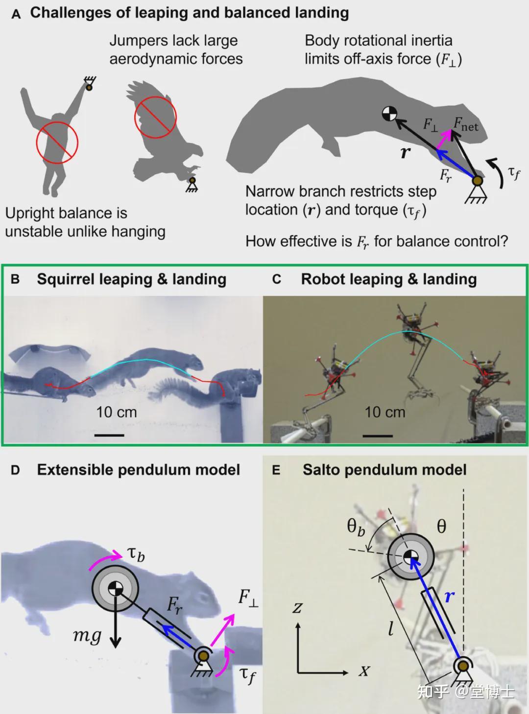 一条腿的机器人如何实现“松鼠级跑酷”？| Science Robotics揭秘自然界奥秘 - 知乎