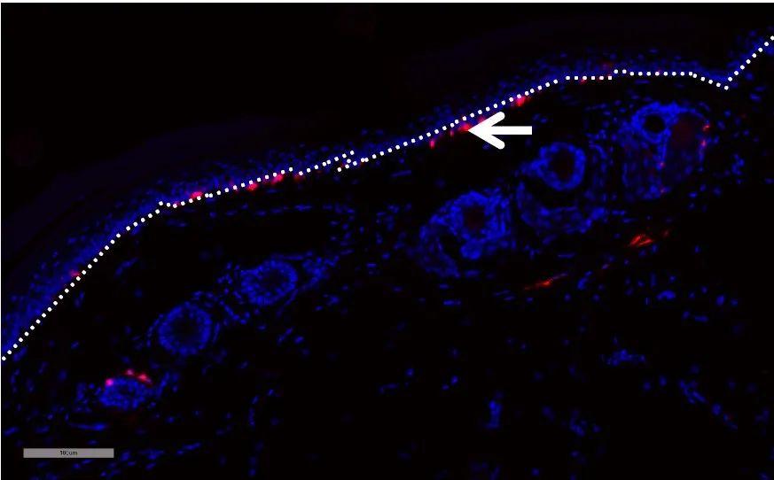 Cre-lox系统介绍及使用汇总 - 知乎
