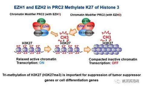 基于表观遗传的肿瘤免疫药物：EZH2抑制剂的研究进展 - 知乎