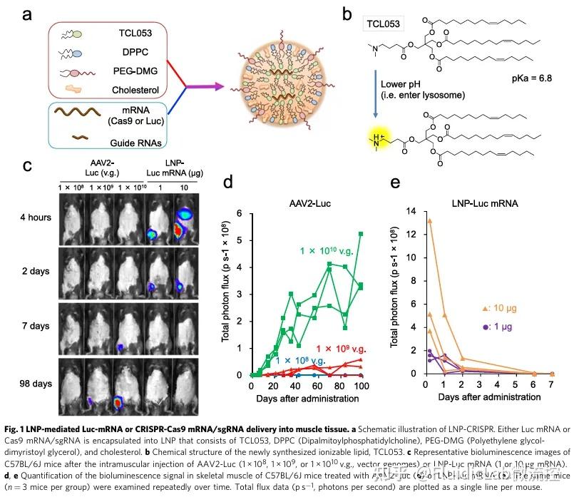 【LNP应用】LNP相较于aav 在递送和治疗 杜氏营养不良的优势 - 知乎